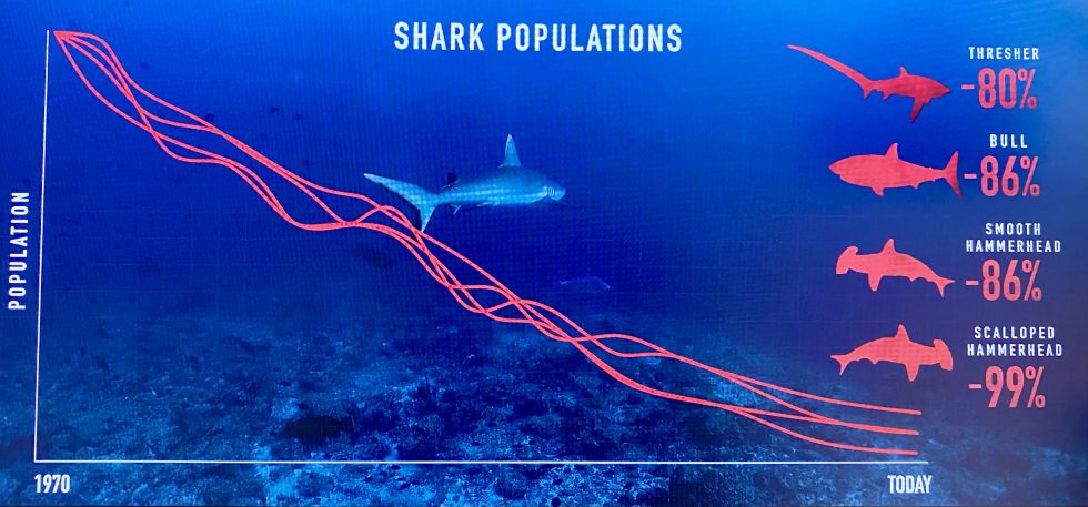 Seaspiracy Fact Check: The Inaccuracies and Controversy Explained ...